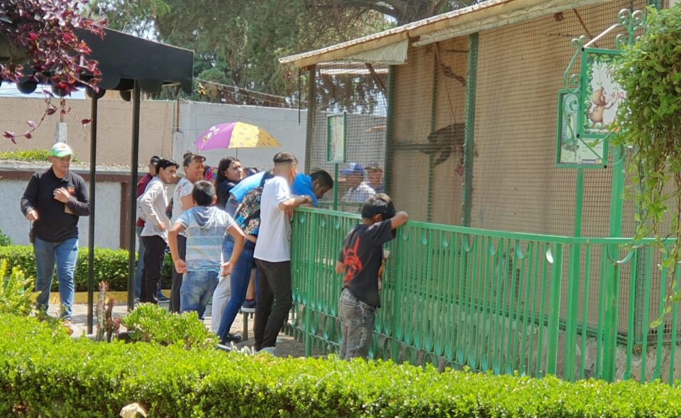 Zoológico de Tulancingo recibe 300 aves decomisadas en operativos federales