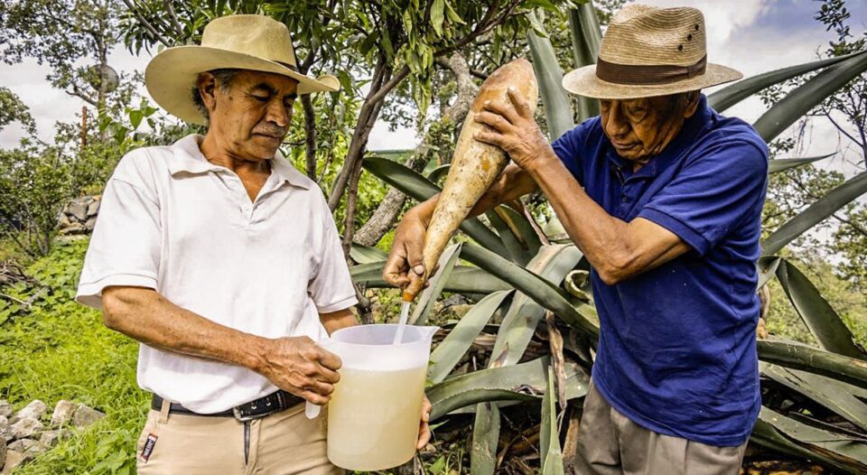 De Los Magueyes Al Mundo Aguamiel De Hidalgo Obtiene Sello De Autenticidad